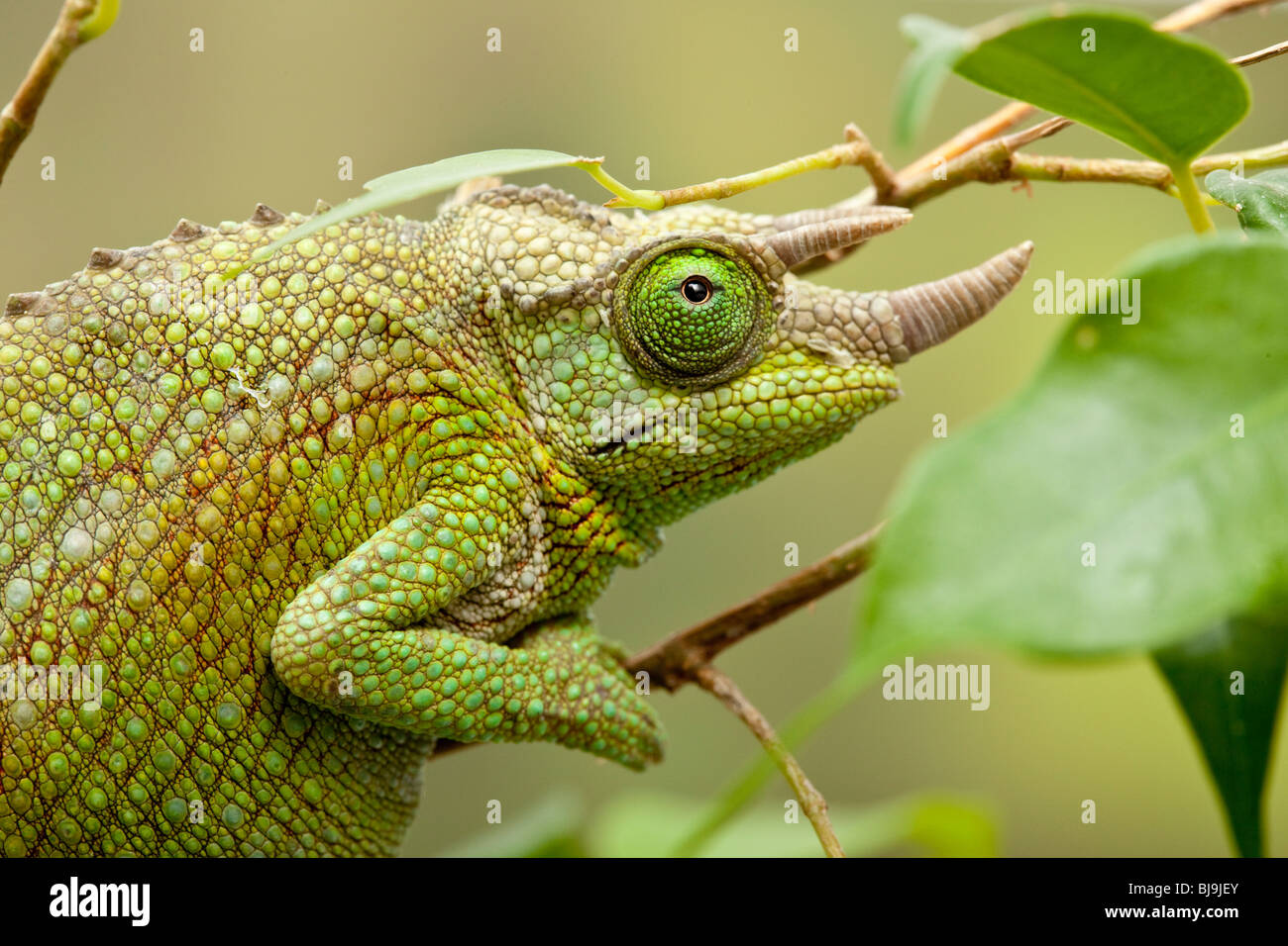 Jacksons chameleon hi-res stock photography and images - Alamy