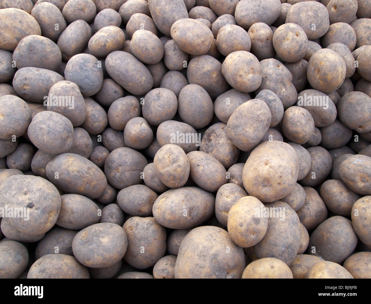 Scottish Seed Potatoes High Resolution Stock Photography and Images - Alamy