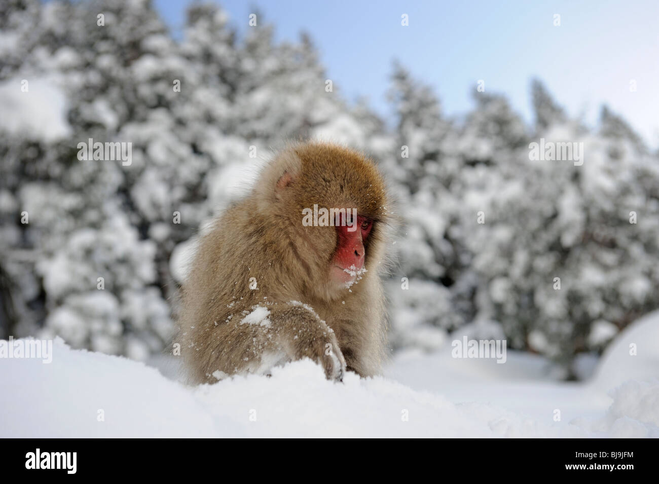 Red faced monkeys hi-res stock photography and images - Alamy