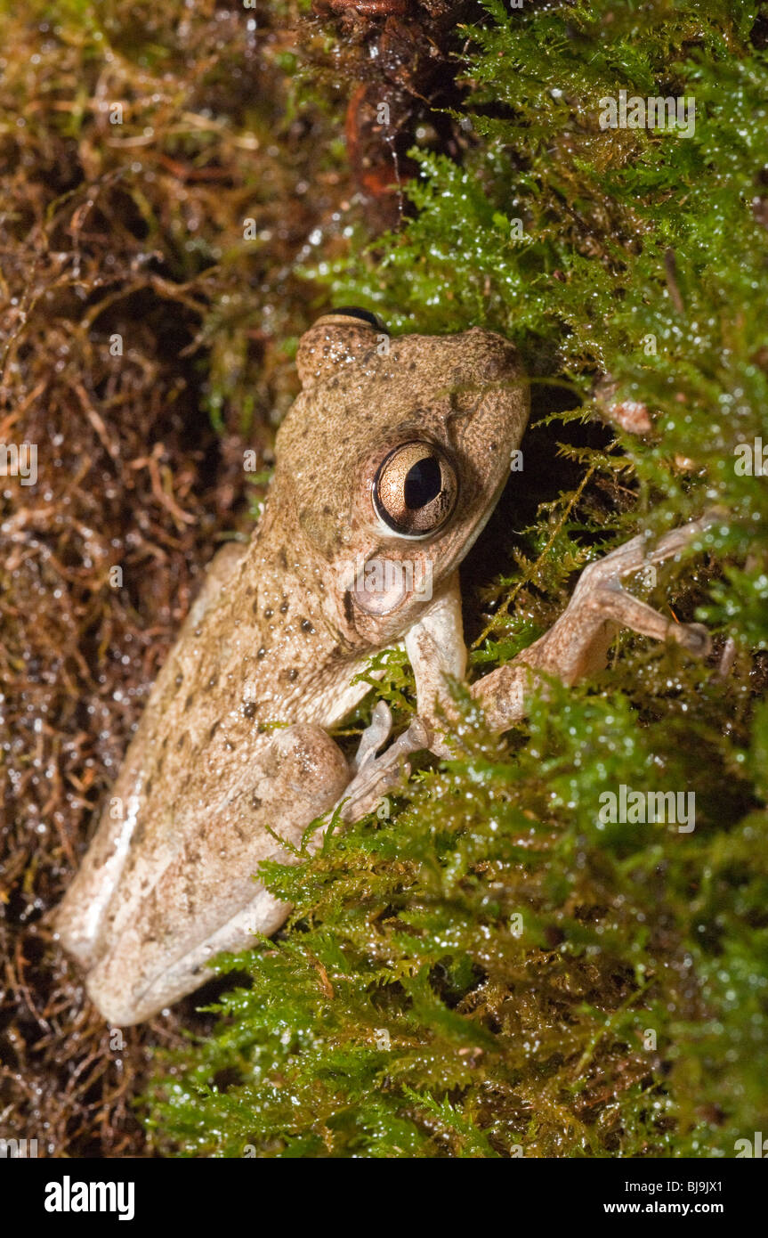 Cuban tree frog, Osteophilus septentrionalis, native to Cuba, Bahamas ...