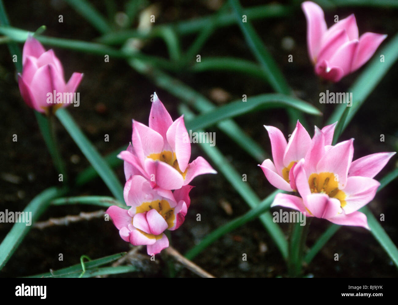 Tulipa humilis hi-res stock photography and images - Alamy