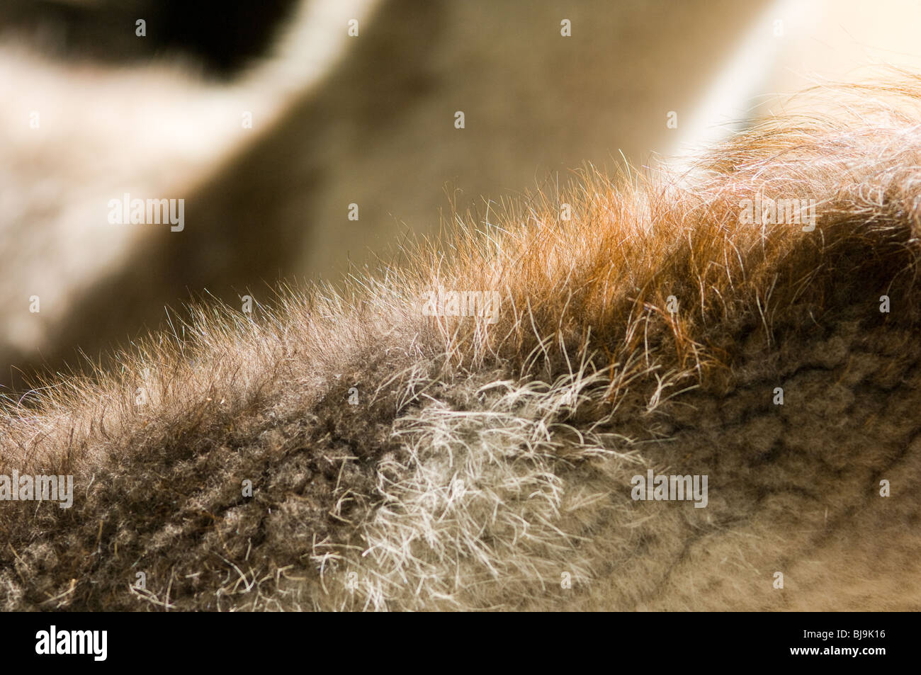 Close up view of a lama's back showing the texture of the wool. 02/05 ...