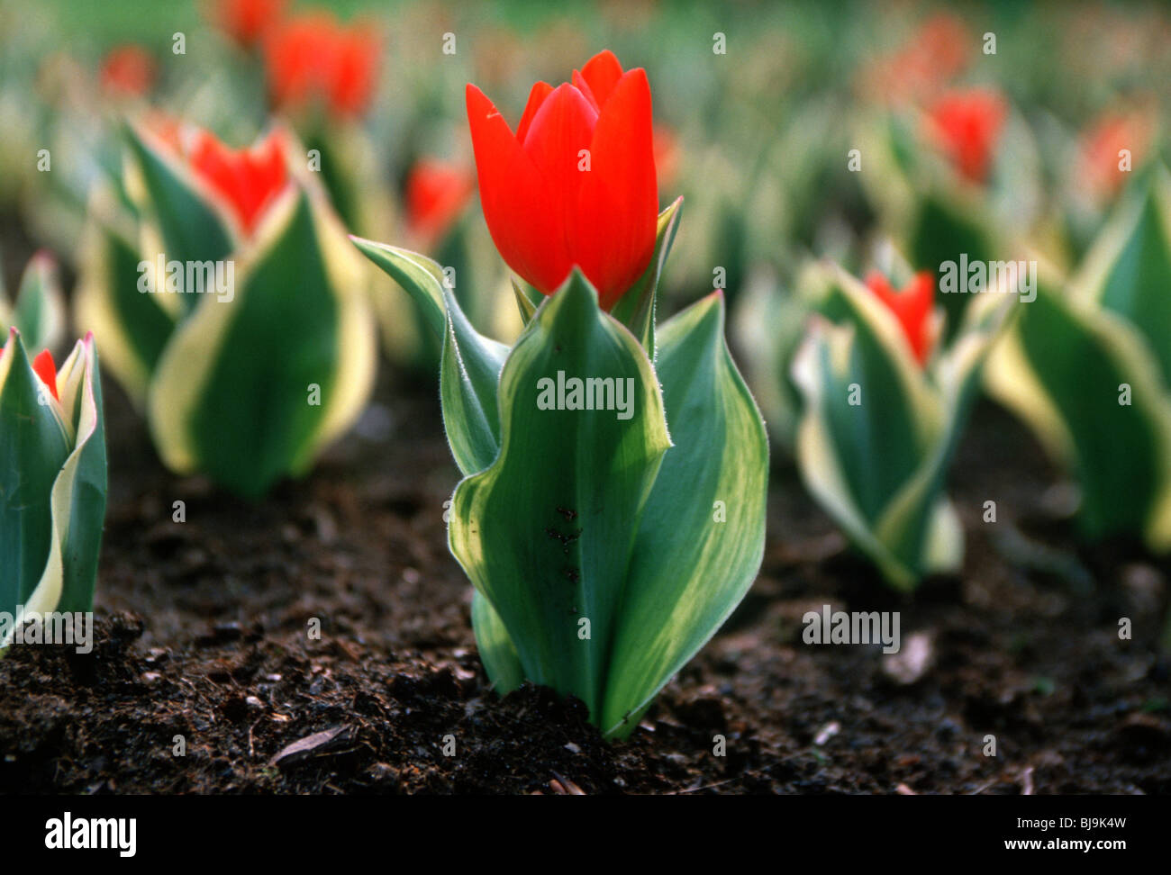 Tulip tulipa praestans hi-res stock photography and images - Alamy