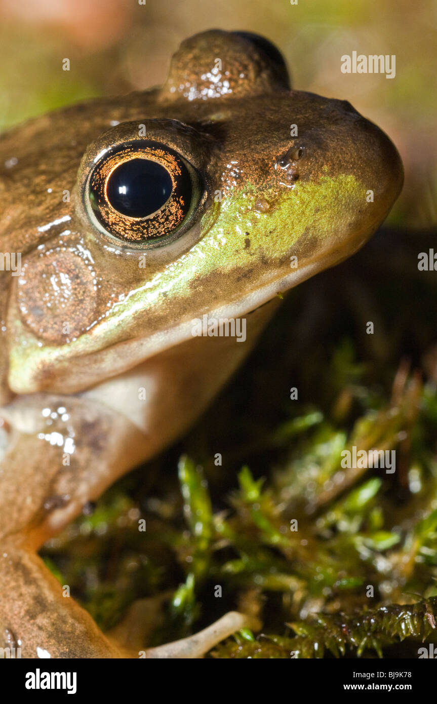 Green frog, Rana clamitans, MInnesota, USA Stock Photo - Alamy