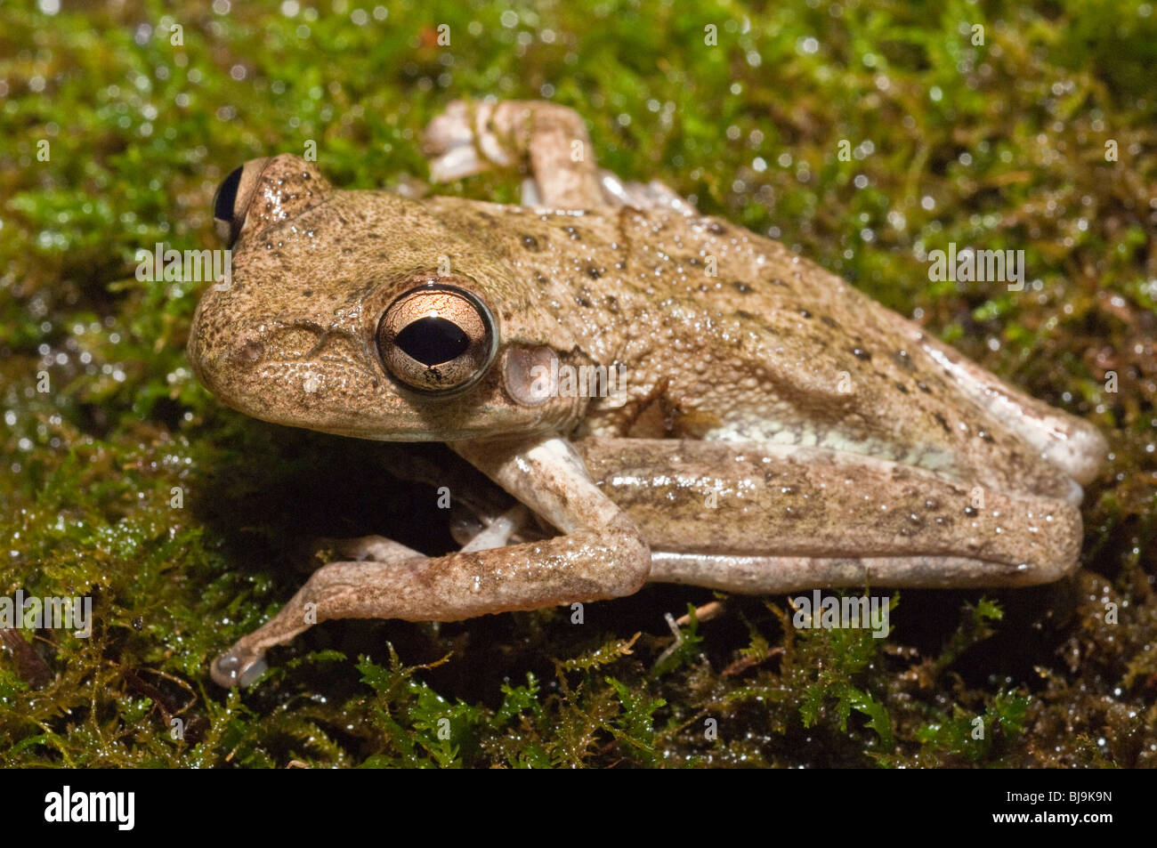 Cuban tree frog, Osteophilus septentrionalis, native to Cuba, Bahamas ...