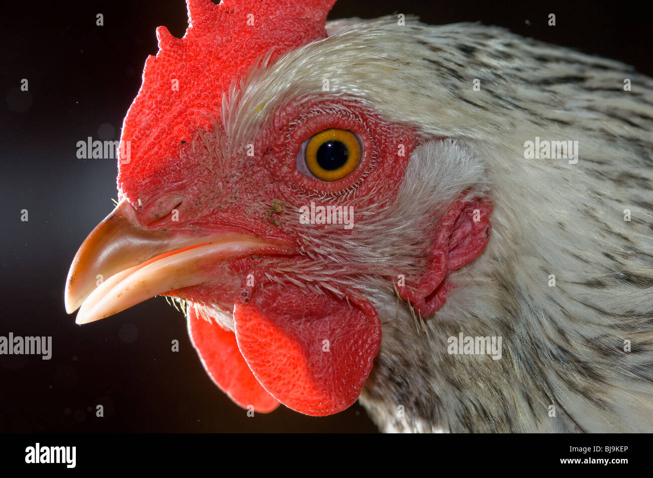 Chicken beak hi-res stock photography and images - Alamy