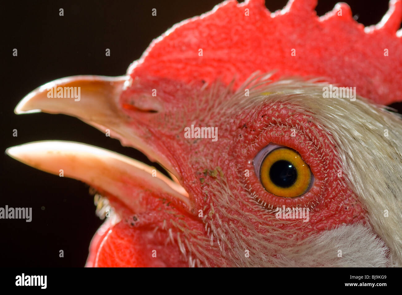 Chicken beak hi-res stock photography and images - Alamy