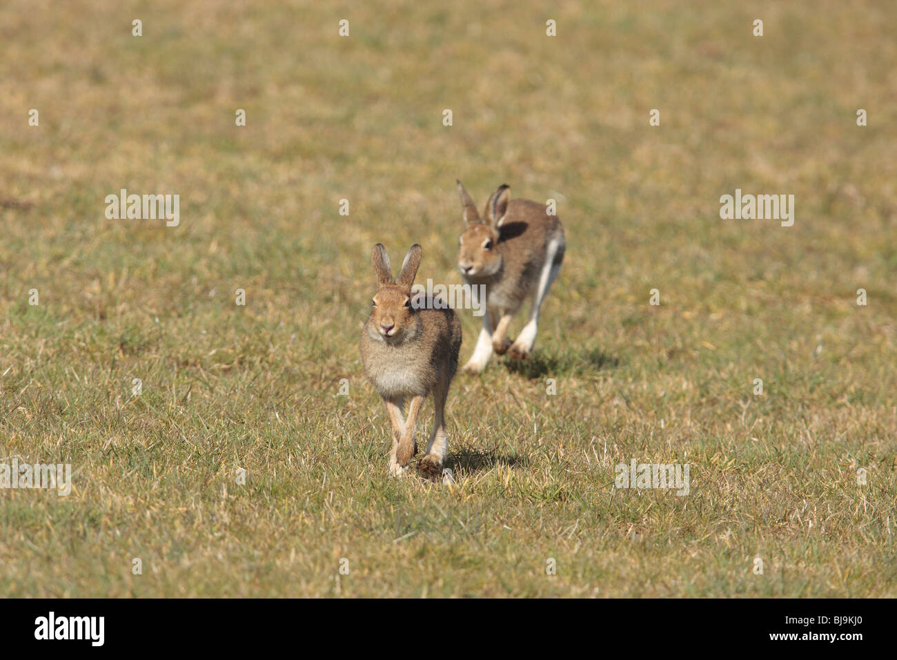 March Hare High Resolution Stock Photography and Images - Alamy