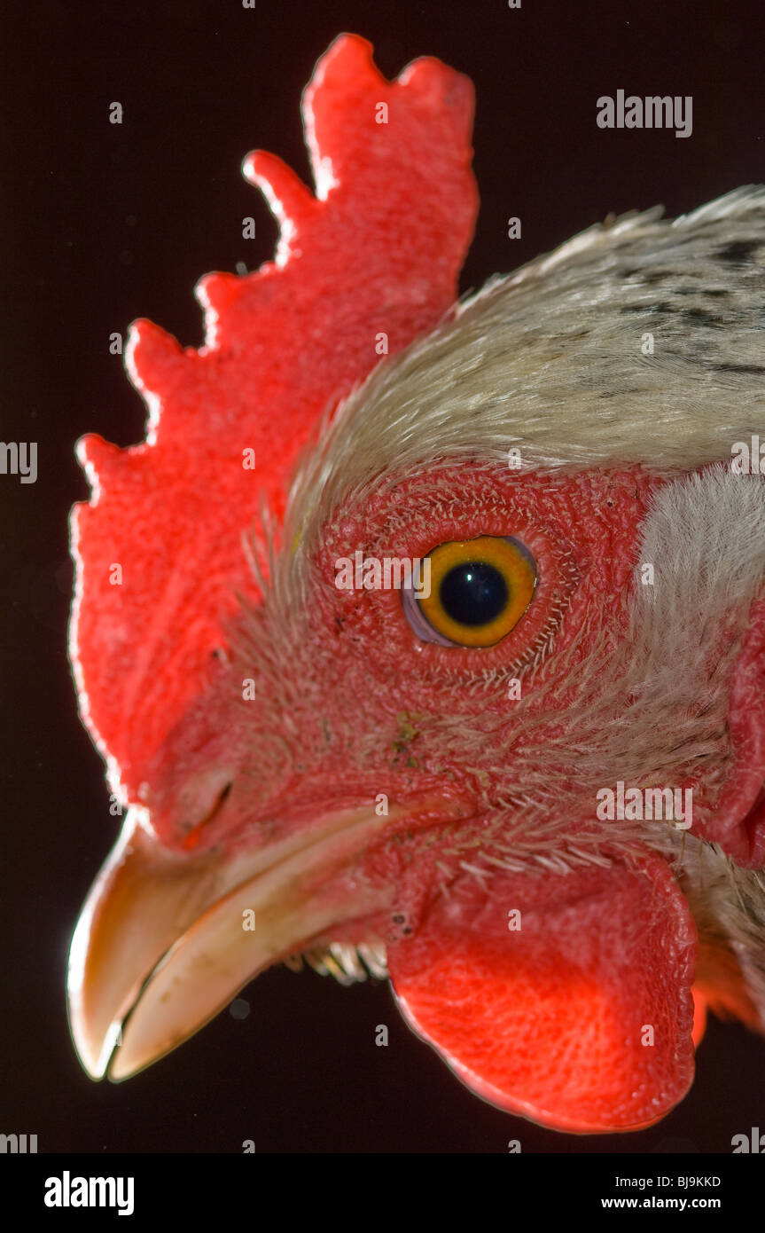 Close up of a hens head. 02/05/07 Stock Photo - Alamy