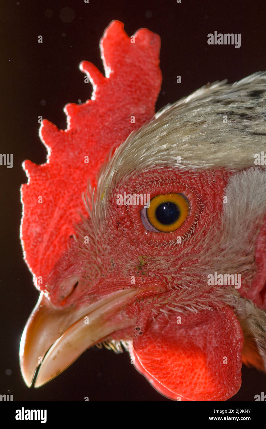 Chicken beak hi-res stock photography and images - Alamy
