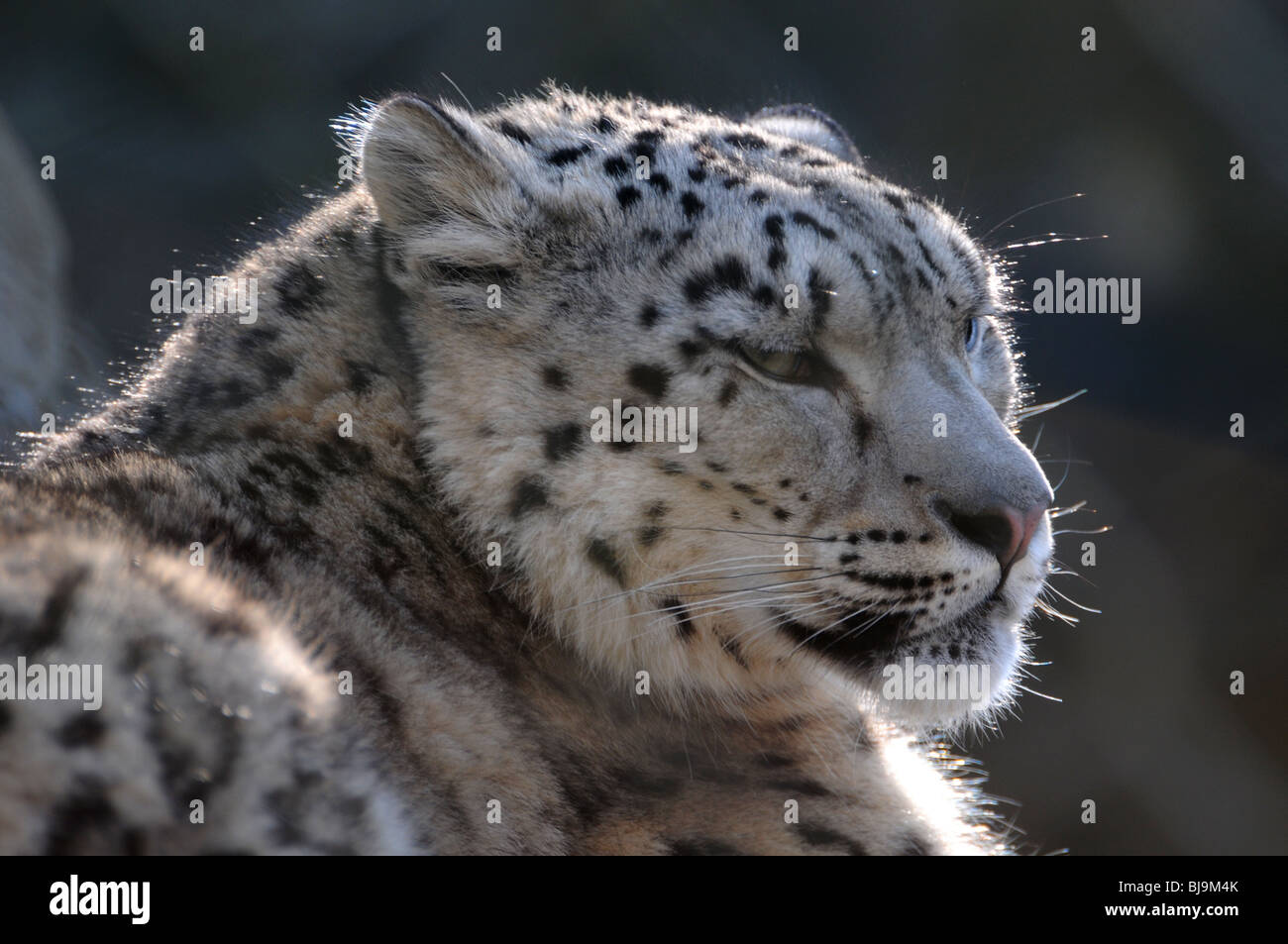Snow leopard (head shot Stock Photo - Alamy