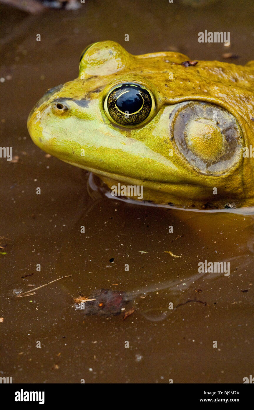 Bullfrog, Rana catesbeiana, native to much of the United States and ...