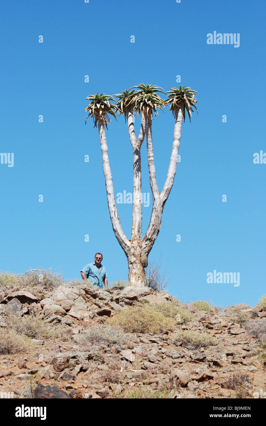 Giant quiver tree Stock Photo - Alamy