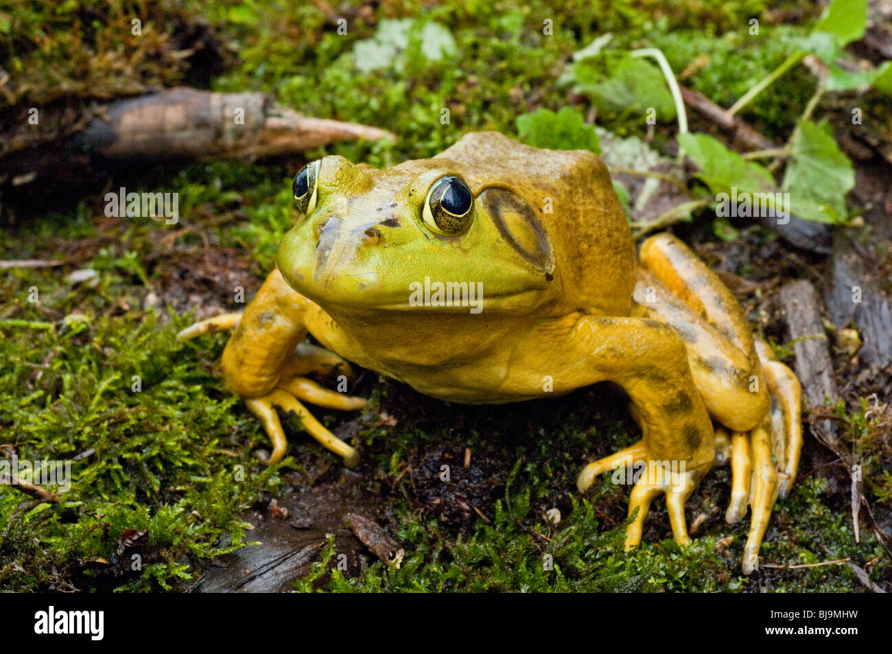 Gigging frogs hi-res stock photography and images - Alamy