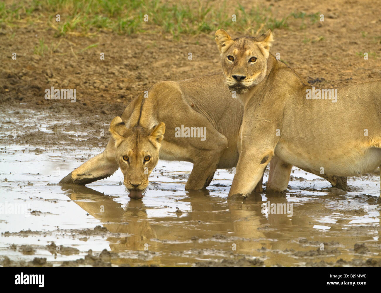 Muddy lioness hi-res stock photography and images - Alamy
