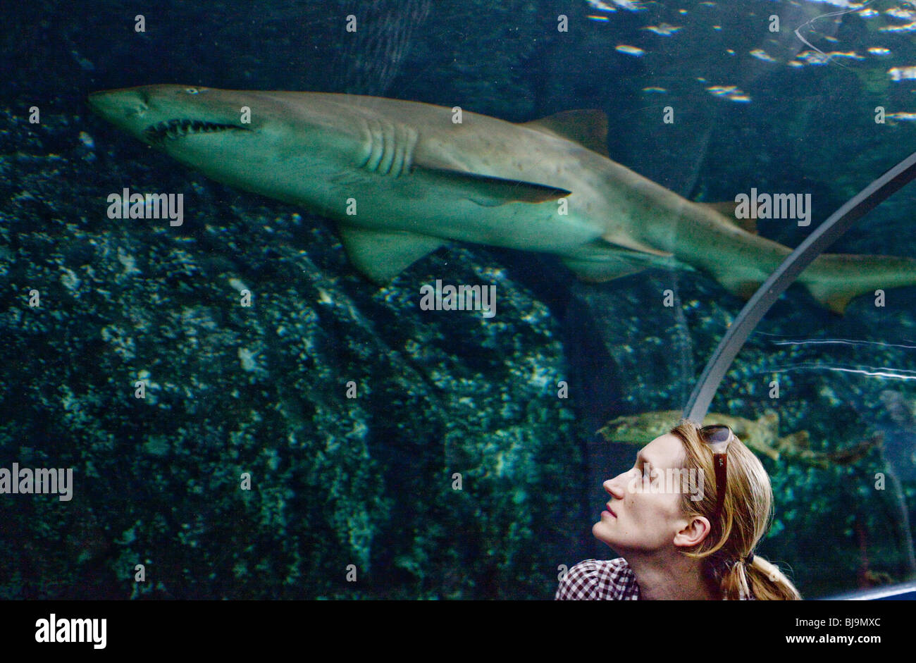 Australian fish underwater hi-res stock photography and images - Alamy