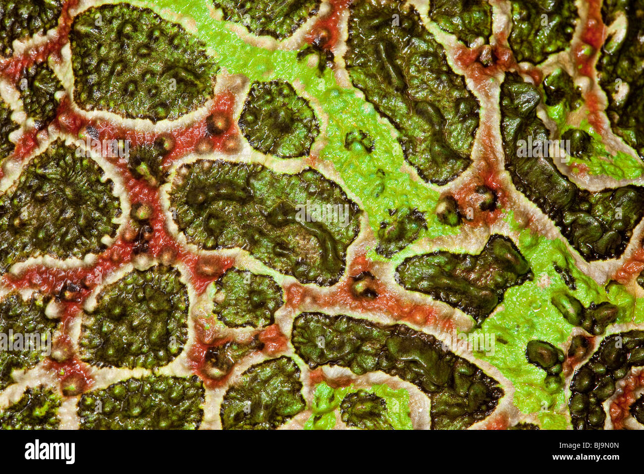 Frog Skin Close High Resolution Stock Photography and Images - Alamy