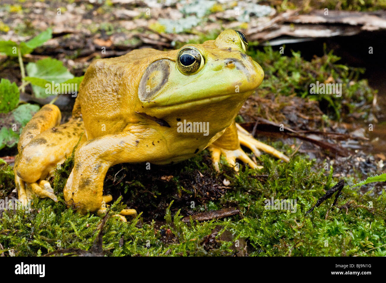 American bullfrog legs rana catesbeiana hi-res stock photography and ...