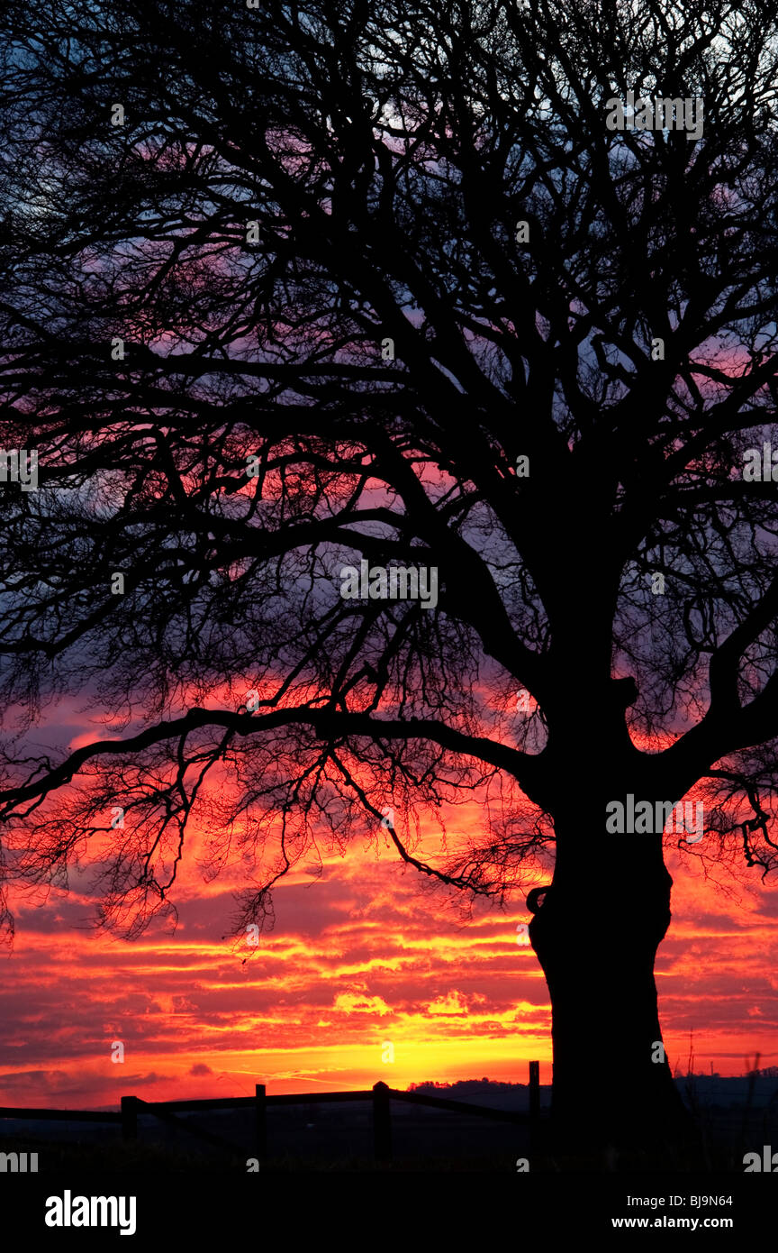 Red Beech Tree Stock Photos & Red Beech Tree Stock Images - Alamy