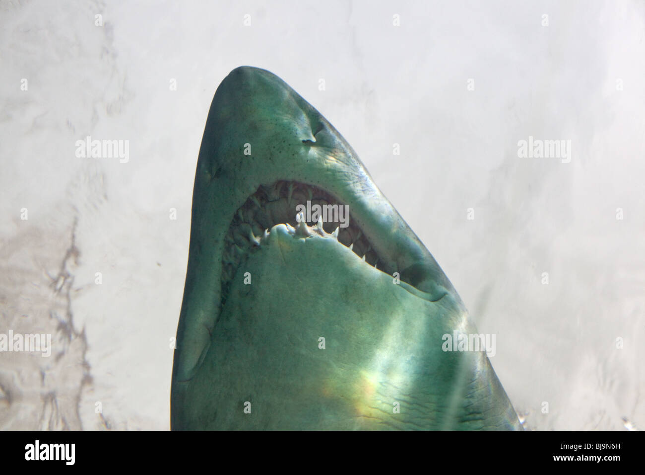 Sharks teeth underwater , Sydney, Australia Stock Photo - Alamy