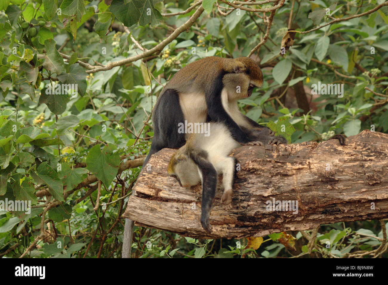 The campbells mona monkey hi-res stock photography and images - Alamy