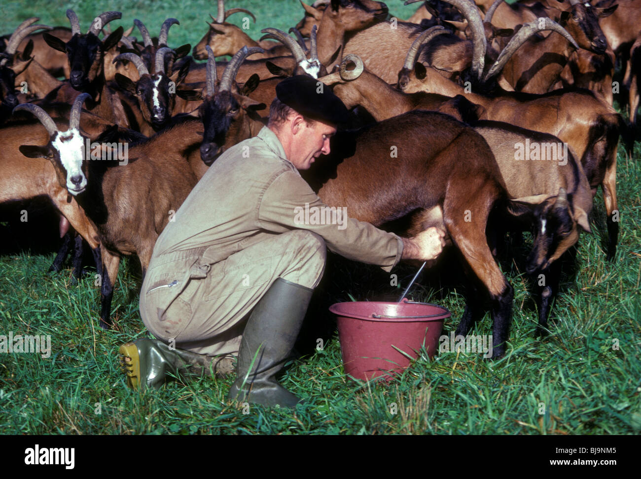 French Basque man, adult man, farmer, milking goat, milking goats ...