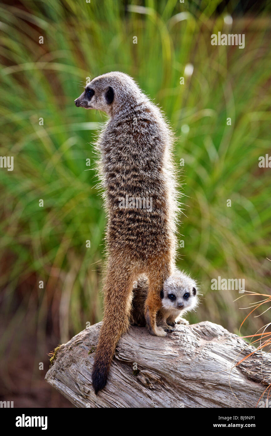 An adult Meerkat keeping watch over a baby Stock Photo - Alamy
