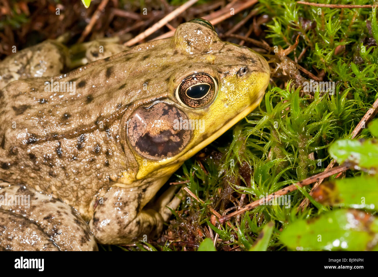 Rana clamitans hi-res stock photography and images - Alamy