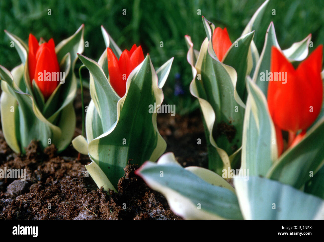 Tulipa praestans hi-res stock photography and images - Alamy