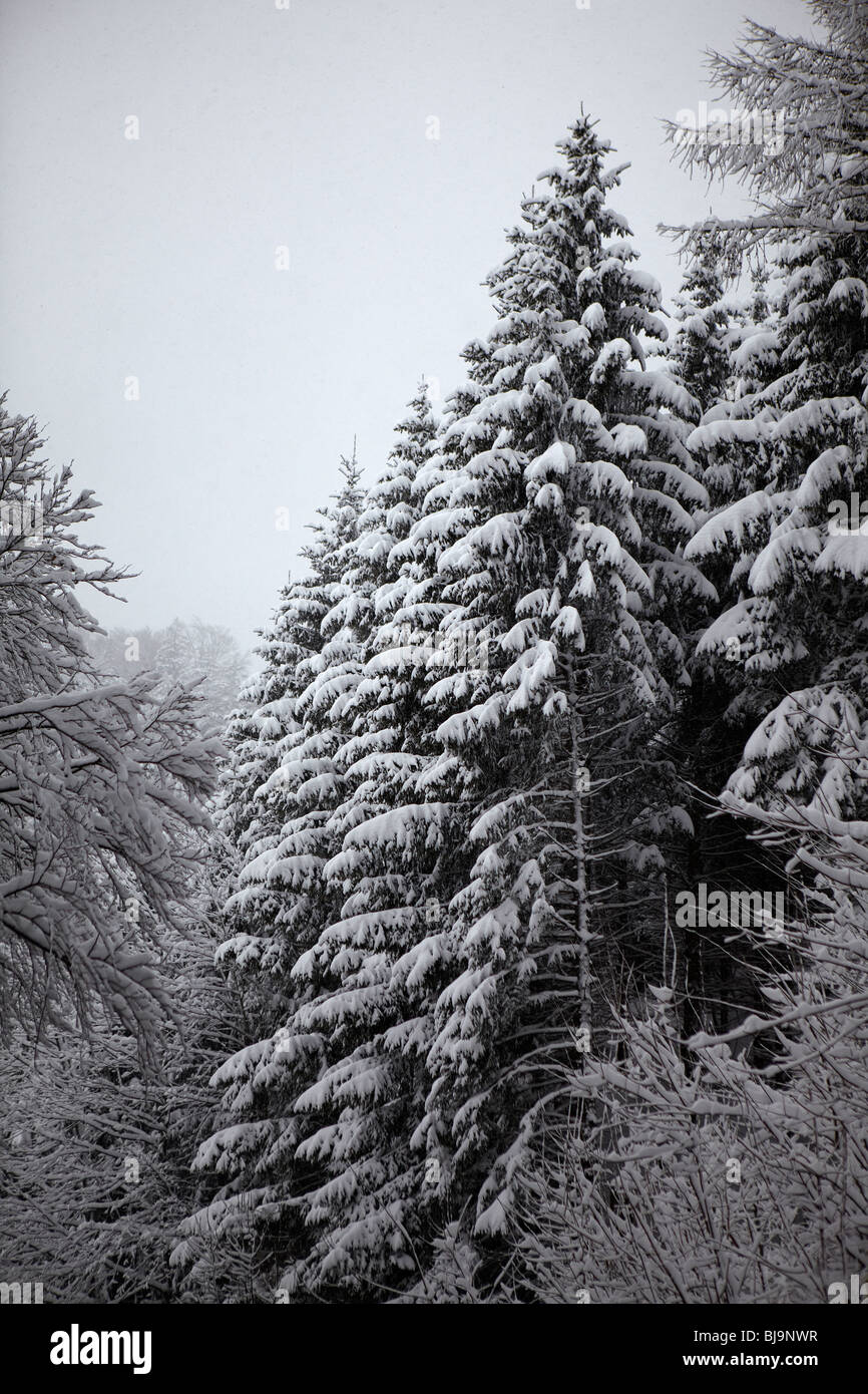 Snow laden conifers near Interlaken, Switzerland Stock Photo - Alamy