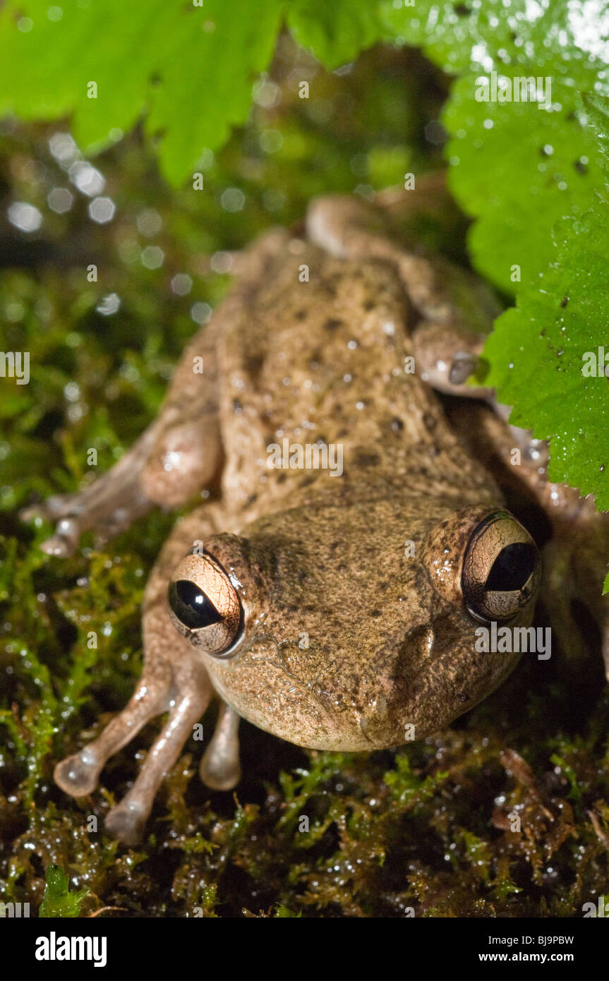 Cuban tree frog, Osteophilus septentrionalis, native to Cuba, Bahamas ...