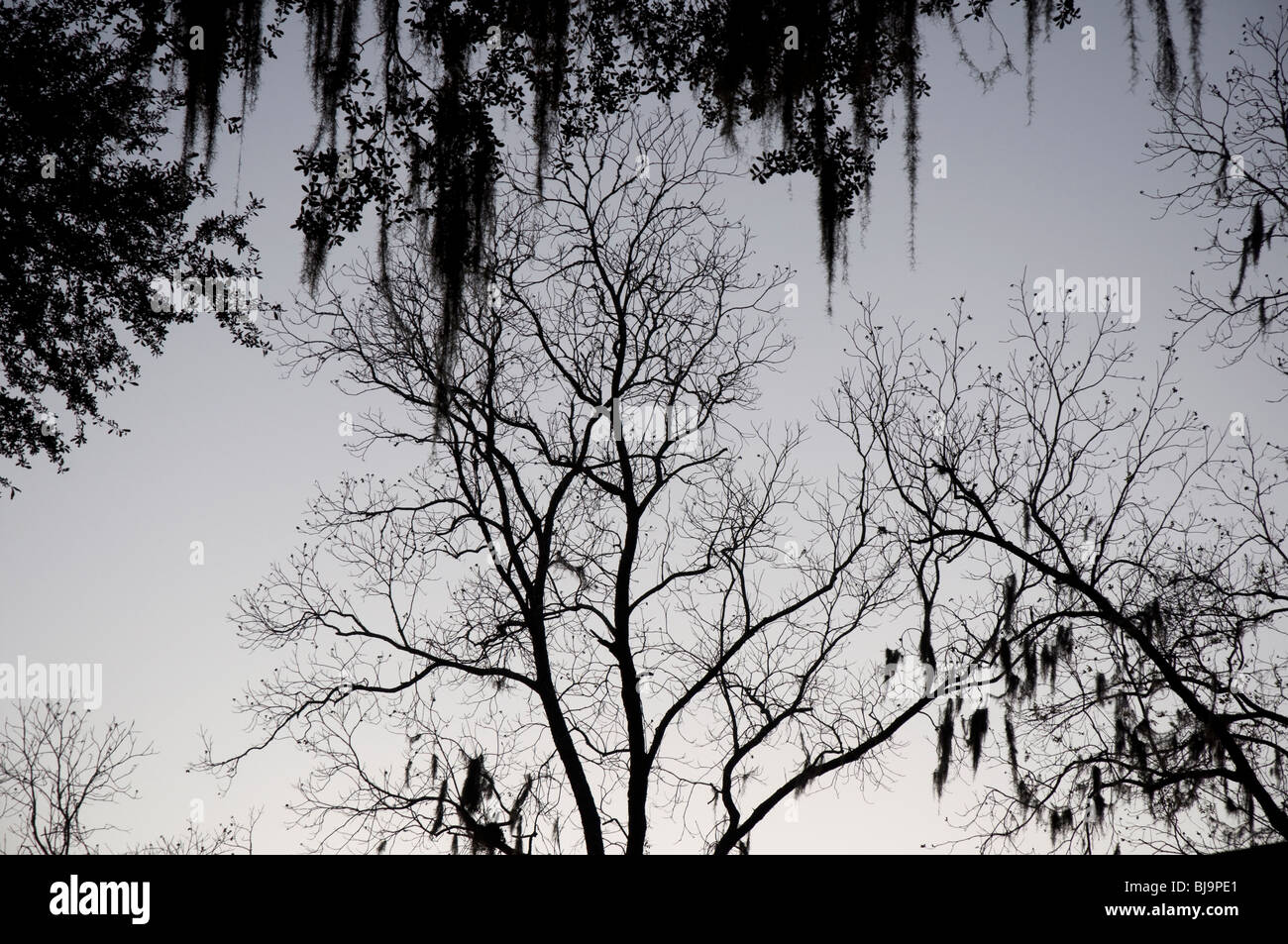 barren winter trees silhouetted against gray sky Stock Photo - Alamy