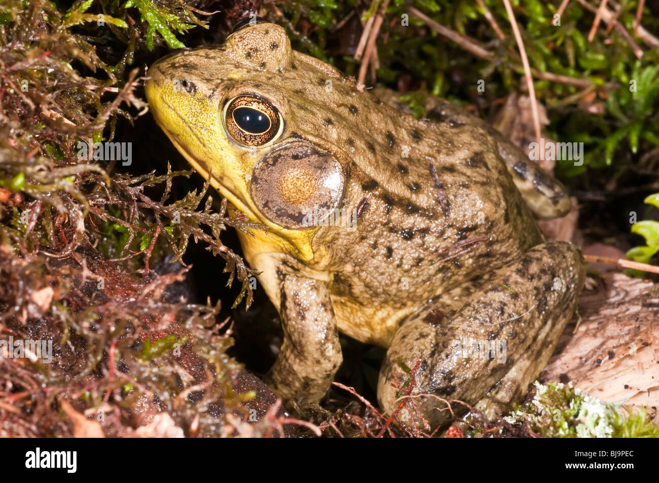 Green frog, Rana clamitans, MInnesota, USA Stock Photo - Alamy