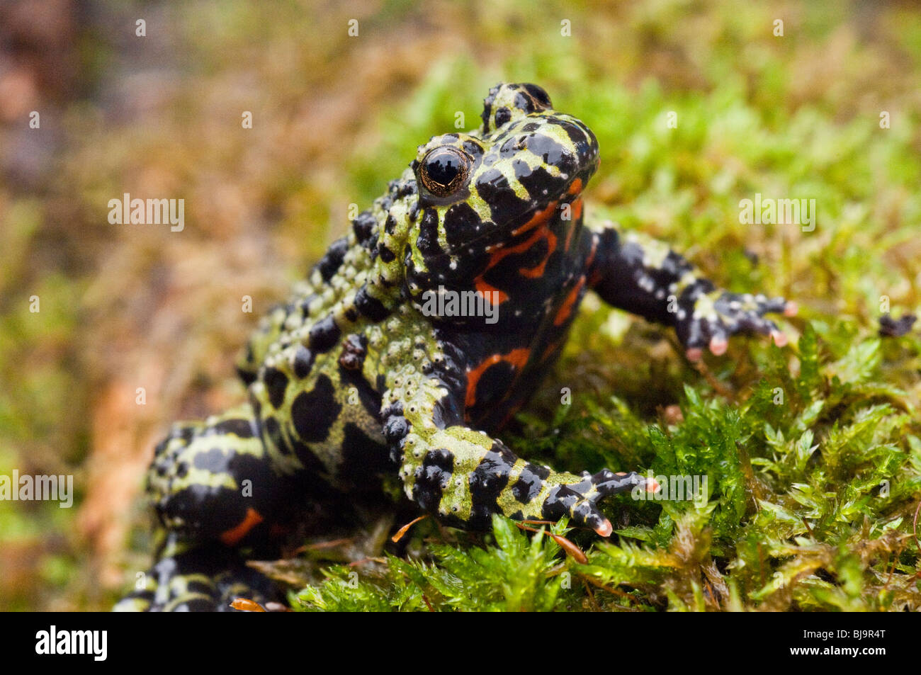 Oriental fire-bellied toad, Bombina orientalis, semi-aquatic toad found ...