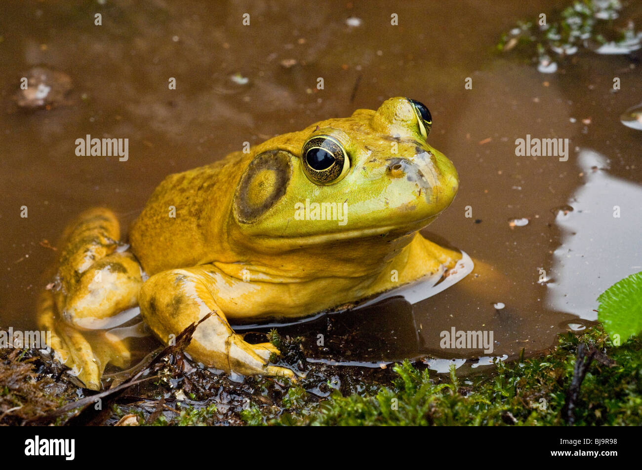 Bullfrog, Rana catesbeiana, native to much of the United States and ...