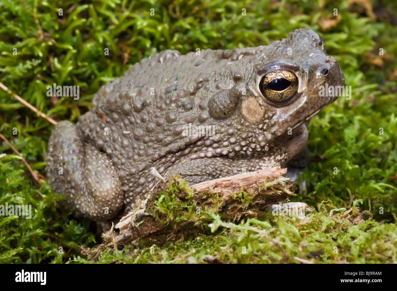 The Texas toad, Bufo speciosus, is native to Texas, north into Oklahoma ...