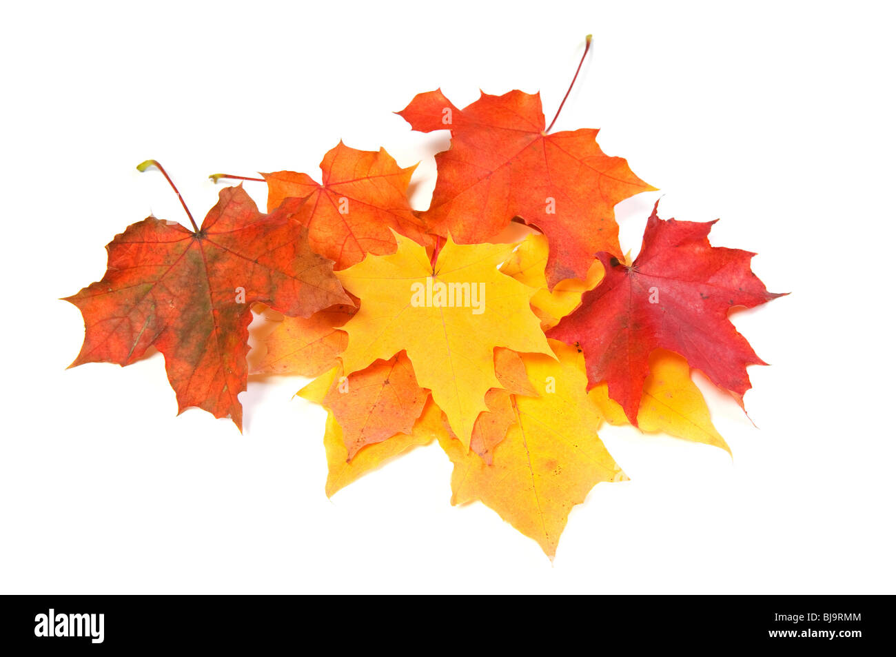 Golden autumn maple leaves fall Cut Out Stock Images & Pictures - Alamy