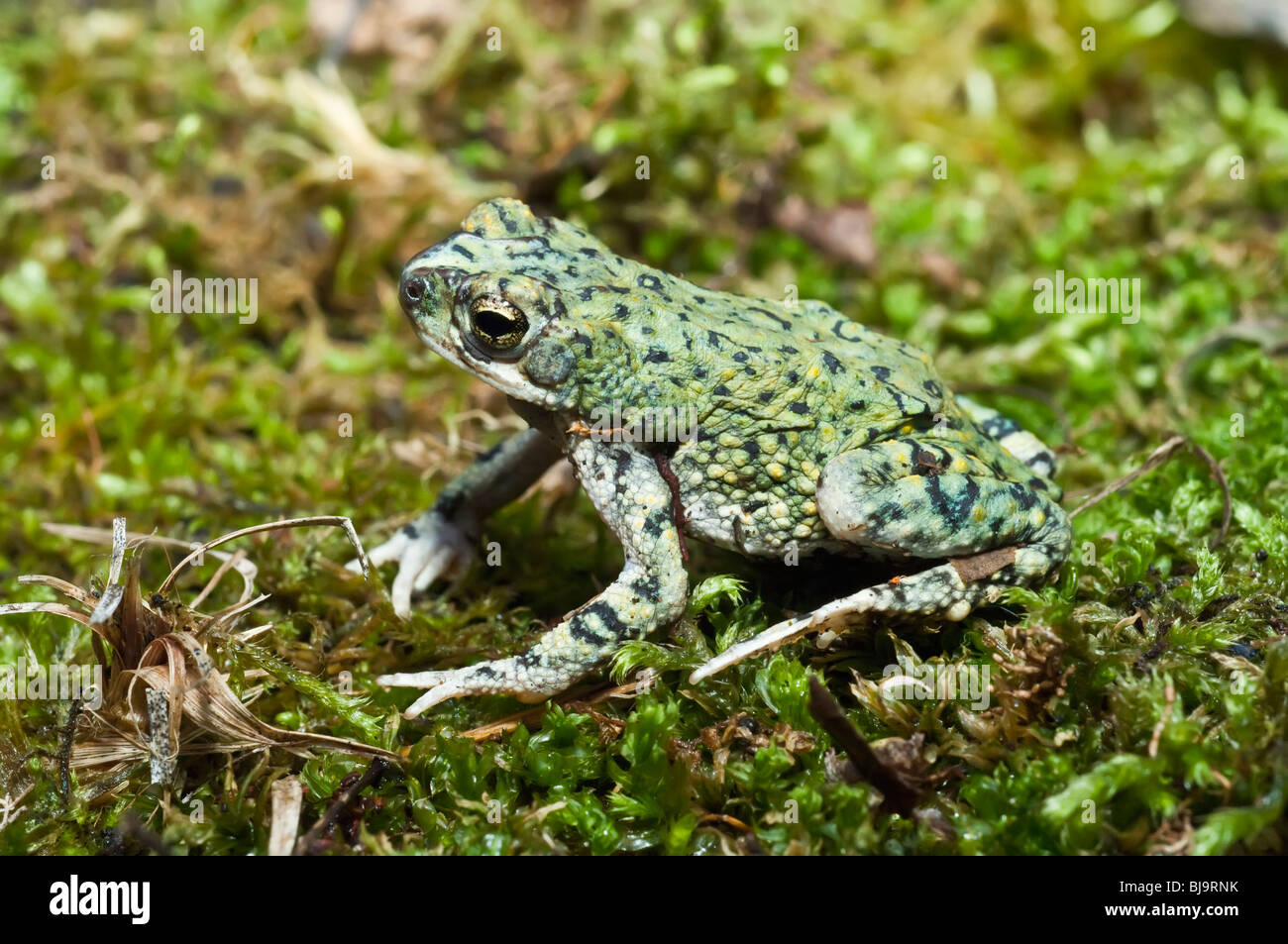 Toad by creek hi-res stock photography and images - Alamy