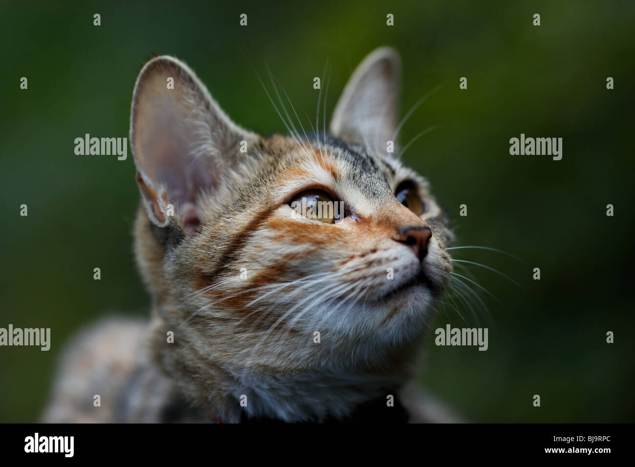 A female domestic cat looking at birds Stock Photo - Alamy