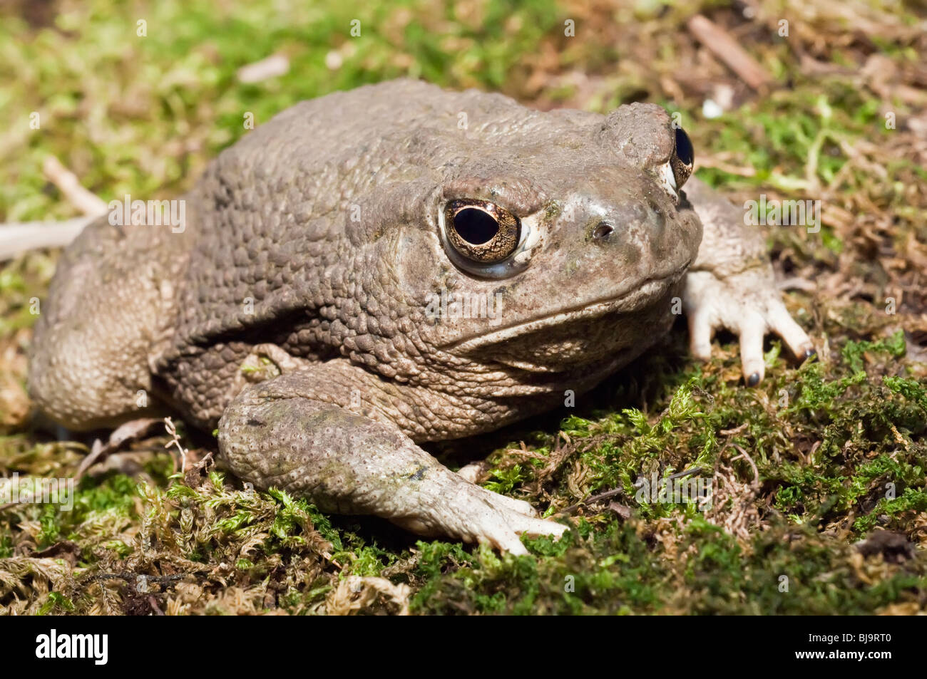 Texas toad hi-res stock photography and images - Alamy