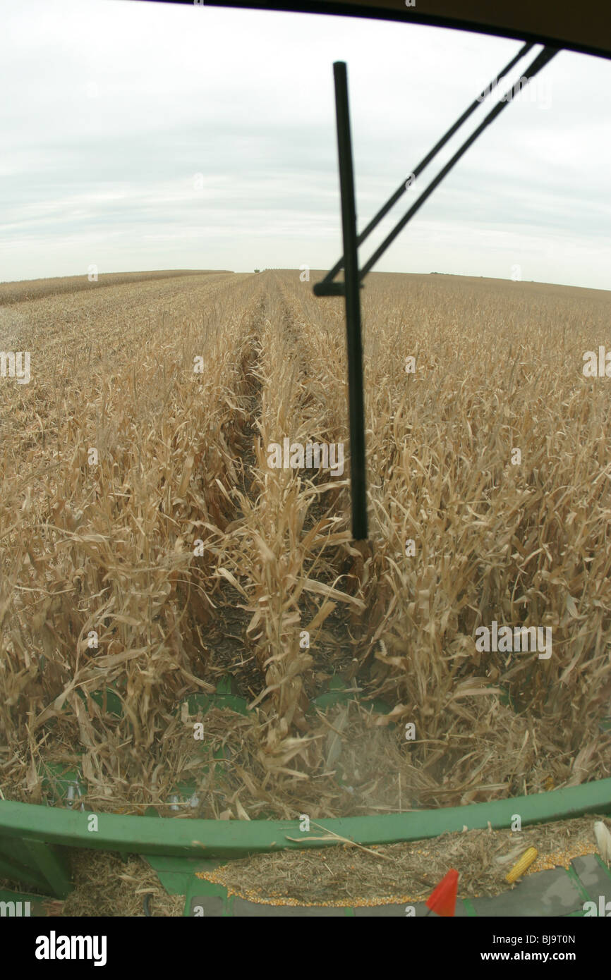 The view from a combine window of an Iowa farmer harvesting a field of ...