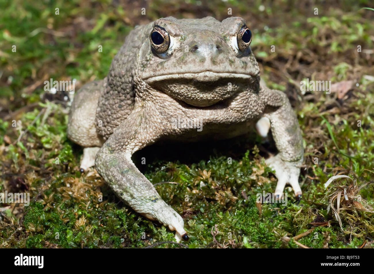 The Texas toad, Bufo speciosus, is native to Texas, north into Oklahoma ...