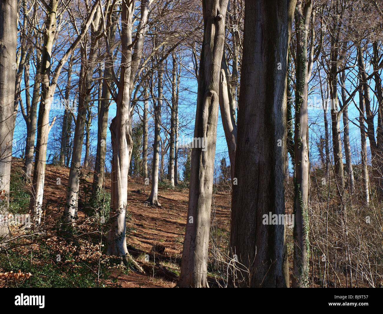 No trees in park hi-res stock photography and images - Alamy