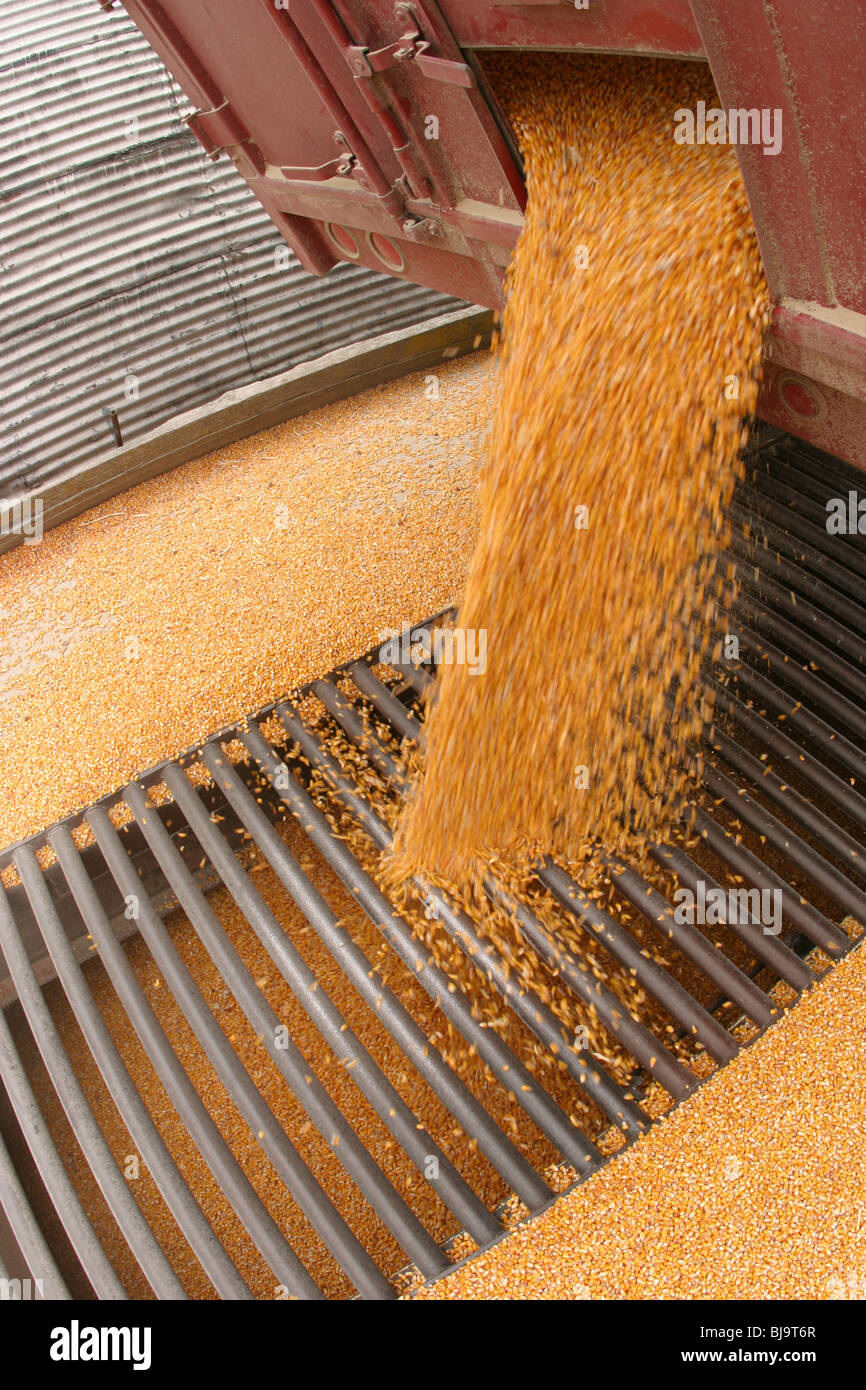 Iowa farmers unload a truck full of harvested yellow #2 corn Stock ...