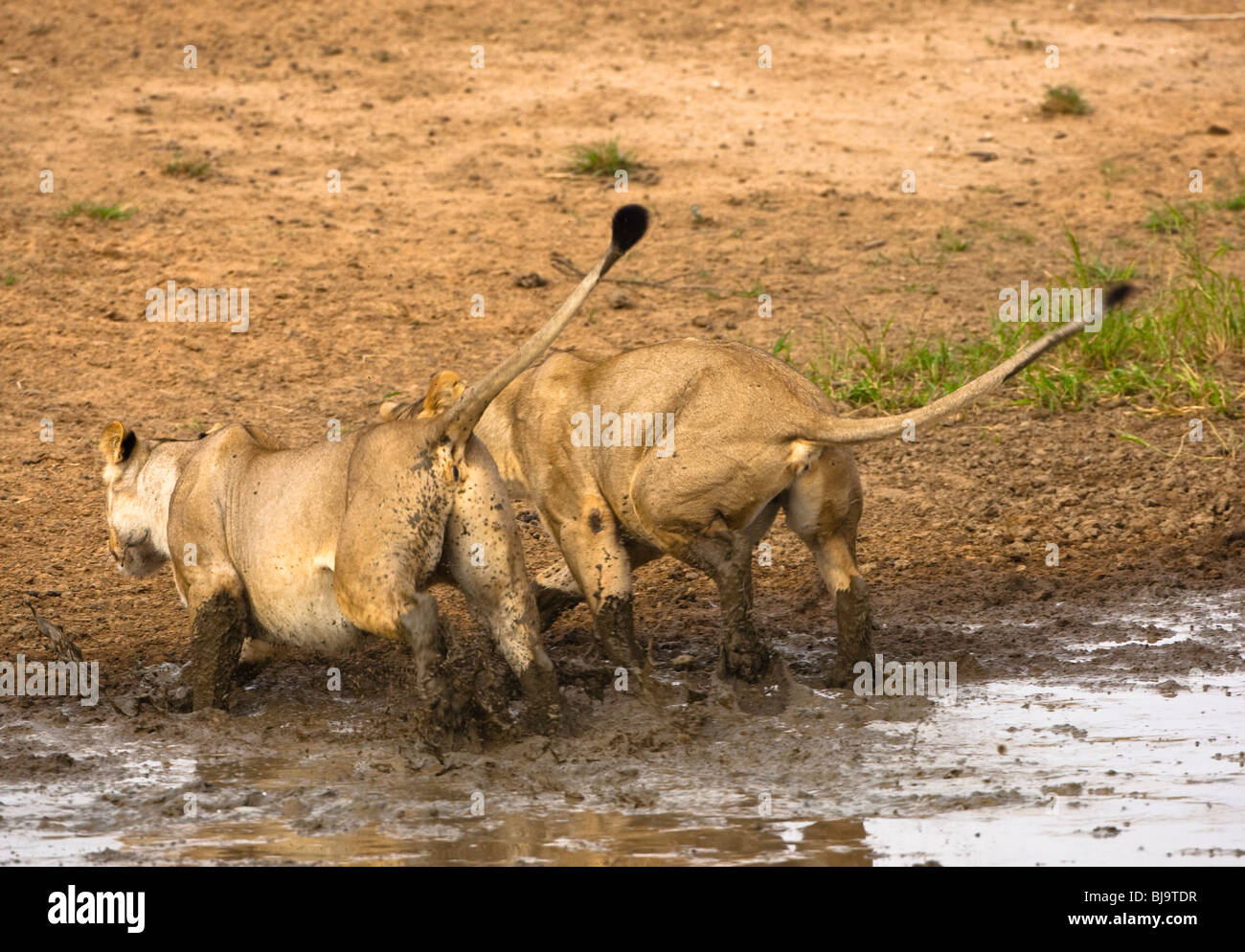Tail lioness hi-res stock photography and images - Alamy
