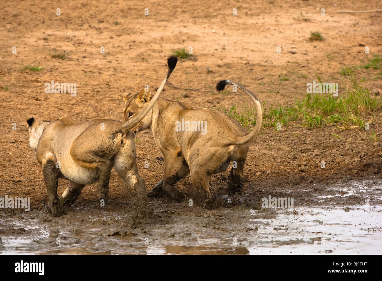 lioness jumping out of muddy waterhole Stock Photo - Alamy