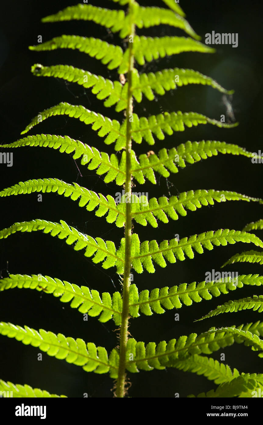 Tree fern species hi-res stock photography and images - Alamy