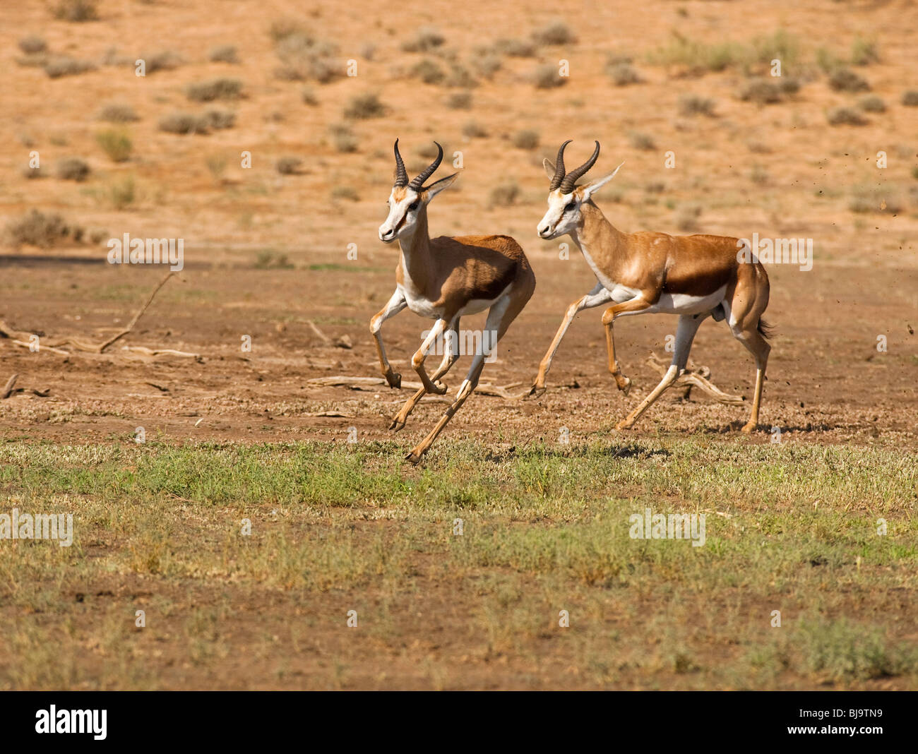 Springbok chase hi-res stock photography and images - Alamy