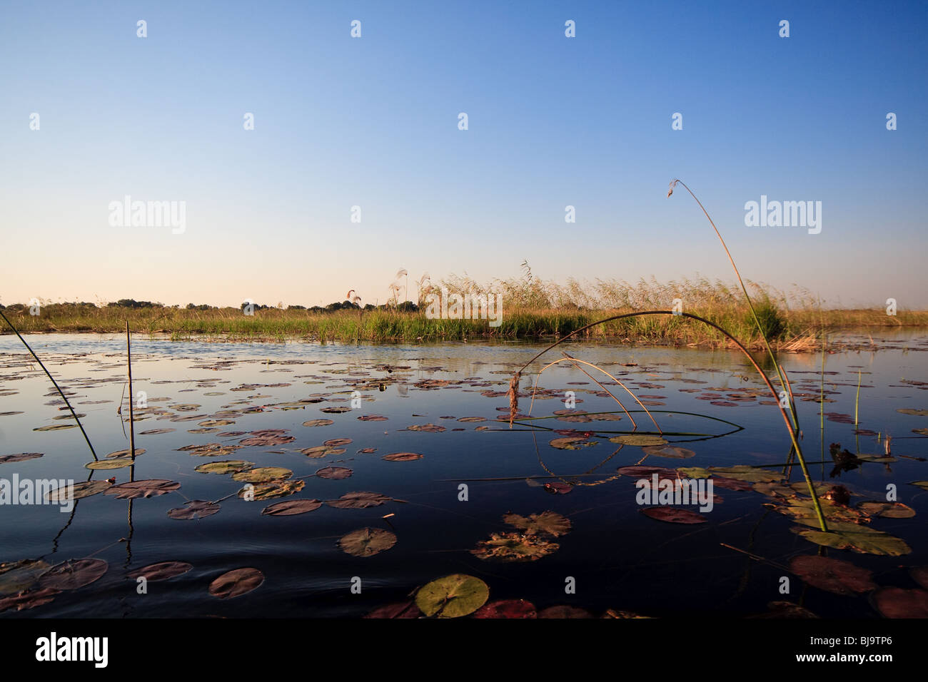 Seronga hi-res stock photography and images - Alamy