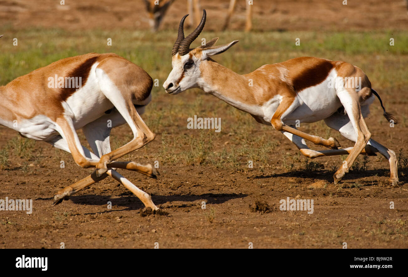 Springbok chase hi-res stock photography and images - Alamy